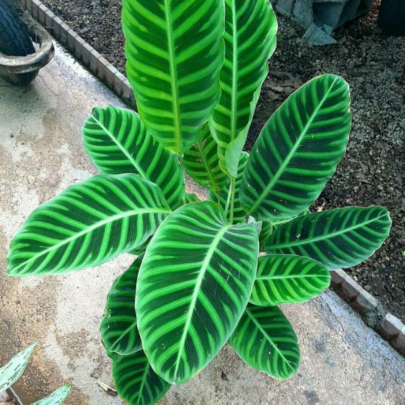 Jual Tanaman hias calathea zebrina - tanaman hidup indor clatahea zebra ...