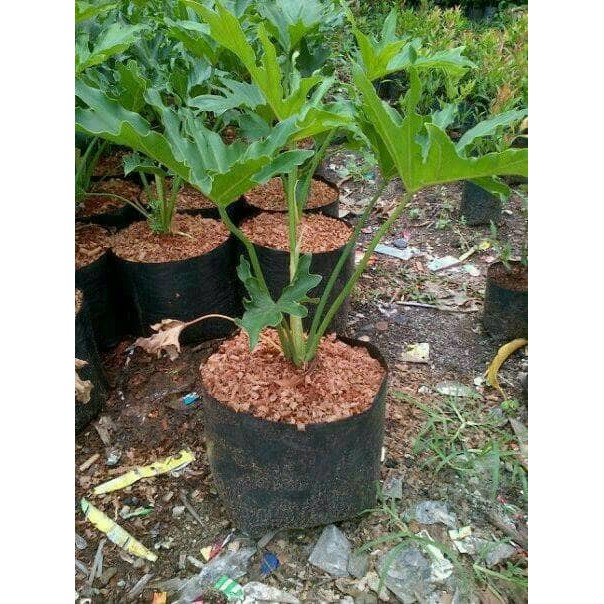 Jual Dendrum, phillodendron, phillodendrum, phillo dendrum dekorasi ...