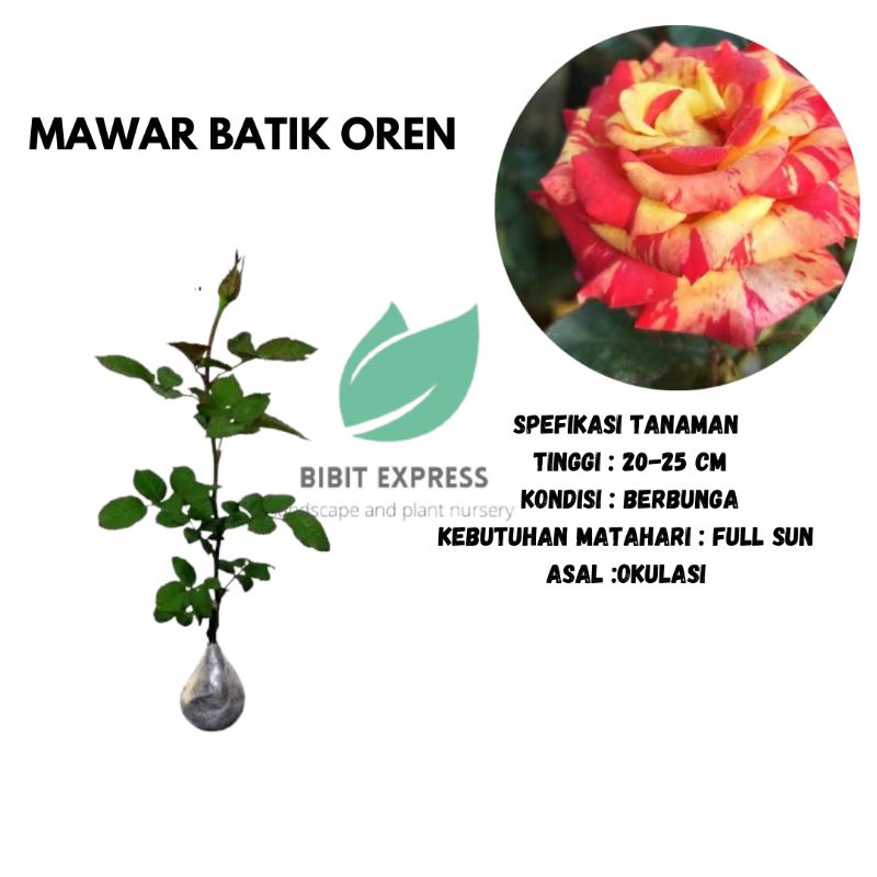 Jual Bibit Tanaman Bunga Mawar kondisi berbunga cantik /bibit mawar ...