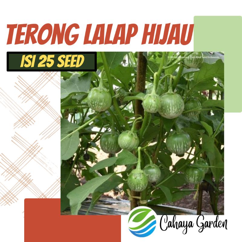 Jual 25 Benih Terong Lalap Hijau Hibrida F1 Unggul | Shopee Indonesia