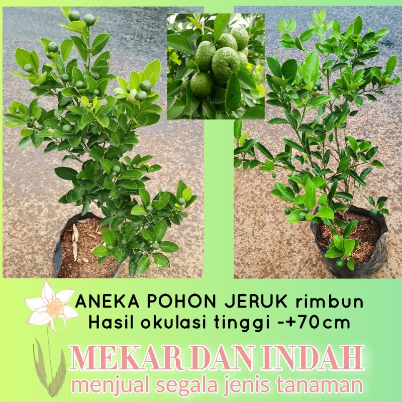Jual bibit pohon tanaman buah jeruk limo, jeruk nagami, jeruk kip ...