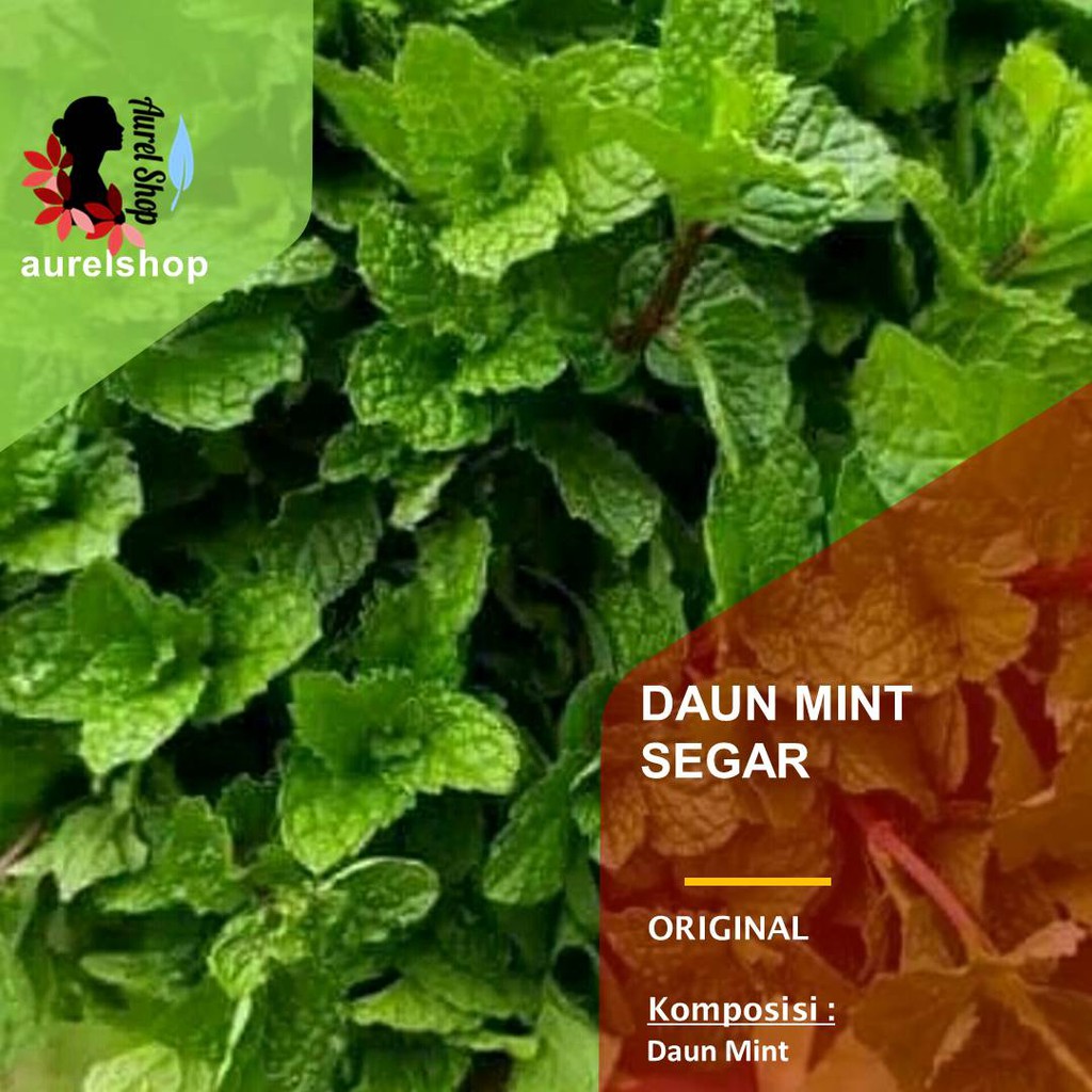 Jual Daun Mint Segar 1 kg | Shopee Indonesia