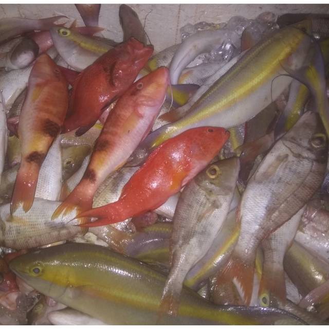 Jual Ikan Batu Kering (sunu, katamba, dll.) 1 Kg. | Shopee Indonesia