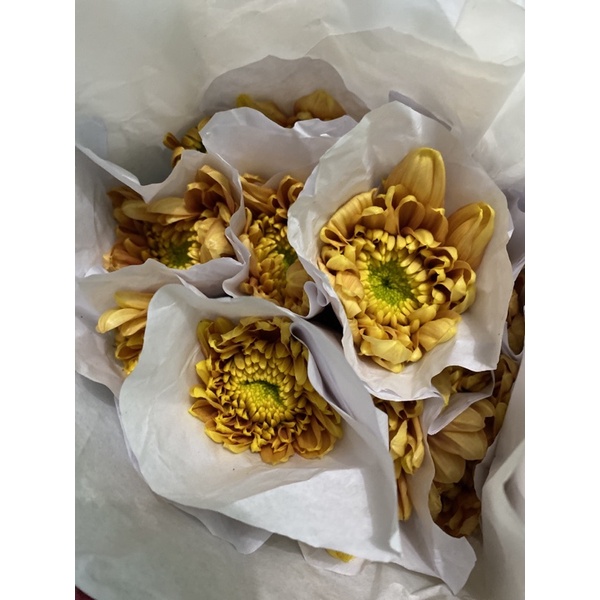 Jual Bunga krisan orenge potong (1 ikat isi 10 batang) | Shopee Indonesia