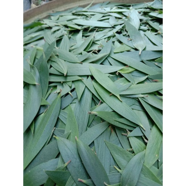 Jual Daun Kayu Putih Fressh Sortiran Daun Tua 1kg | Shopee Indonesia