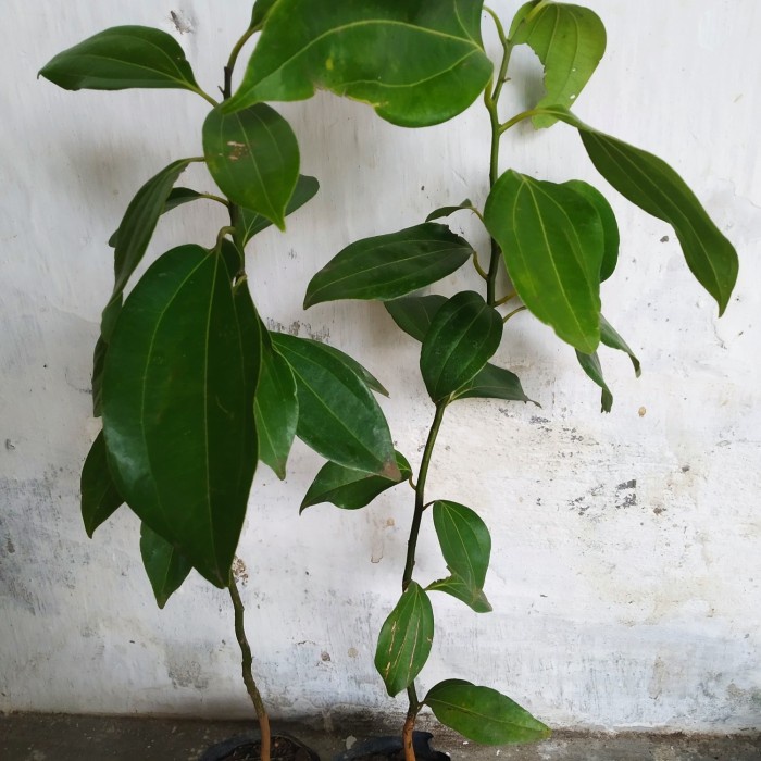 Jual BIBIT KAYU MANIS | Shopee Indonesia