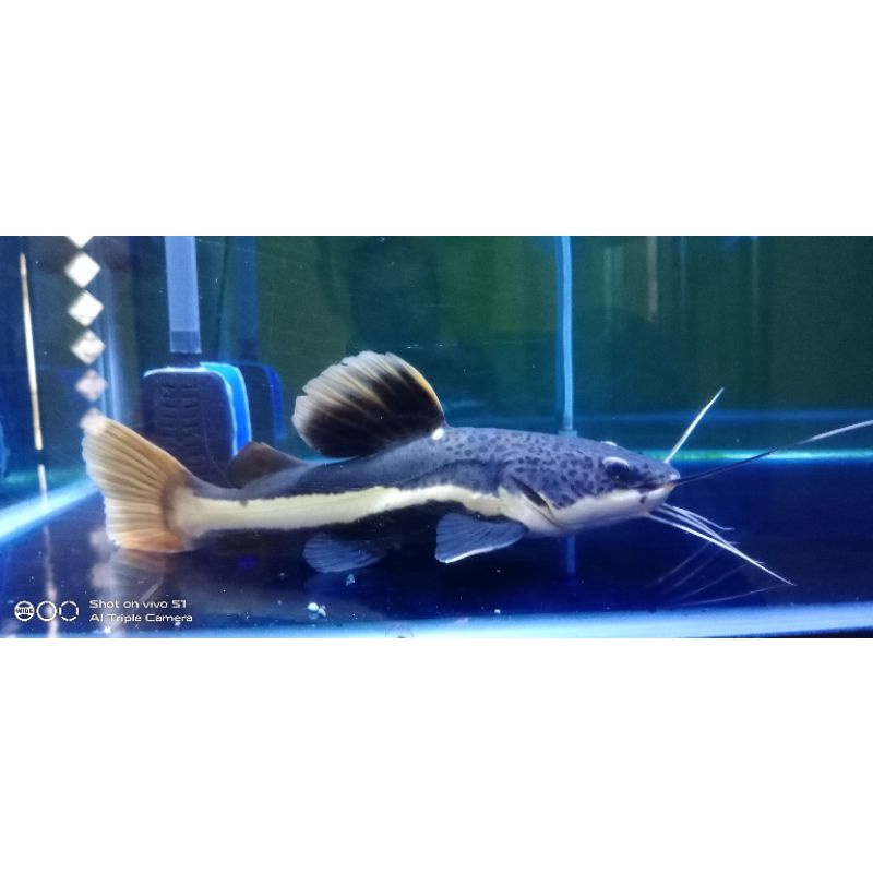 Jual ikan rtc | Shopee Indonesia