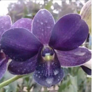 Jual Anggrek dendrobium sakda blue/bidadari biru | Shopee Indonesia