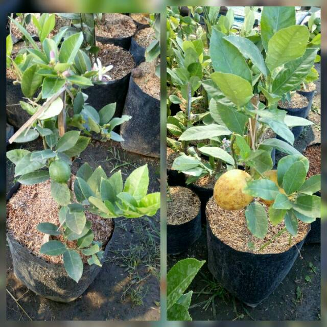 Jual Bibit Jeruk Lemon Tanpa Biji | Shopee Indonesia