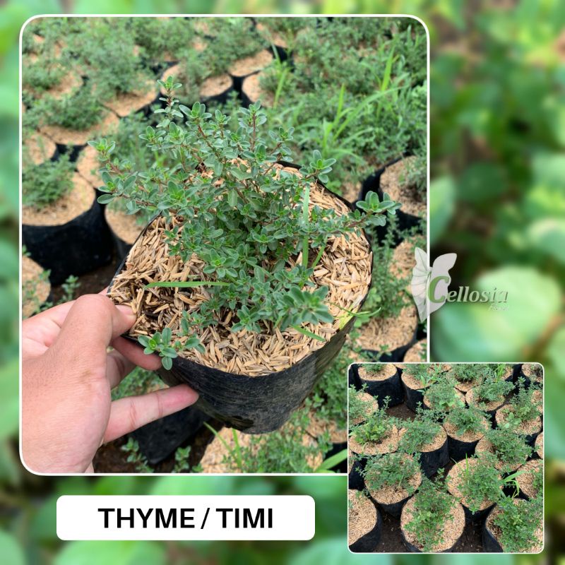 Jual Tanaman Herbal Rempah Penyedap Timi atau Thyme | Shopee Indonesia