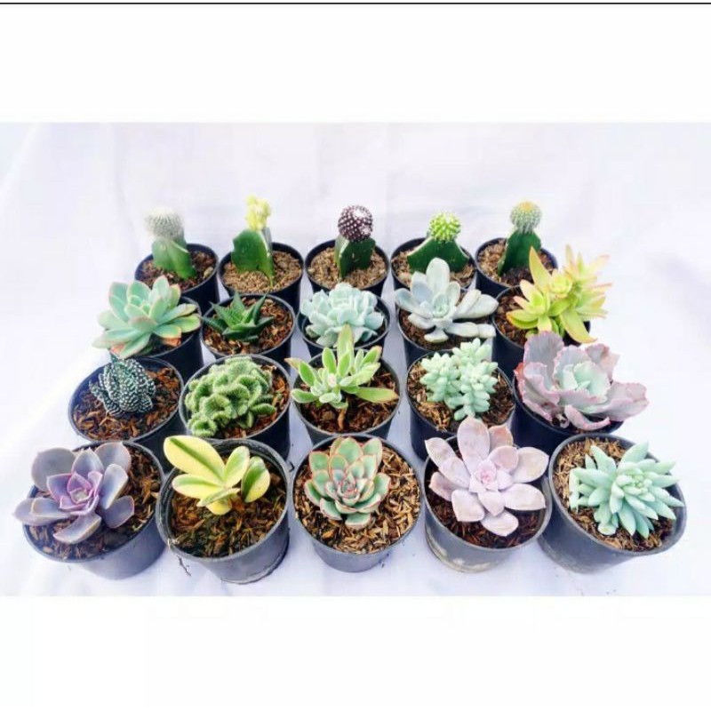 Jual paket sukulen mini dan medium | Shopee Indonesia