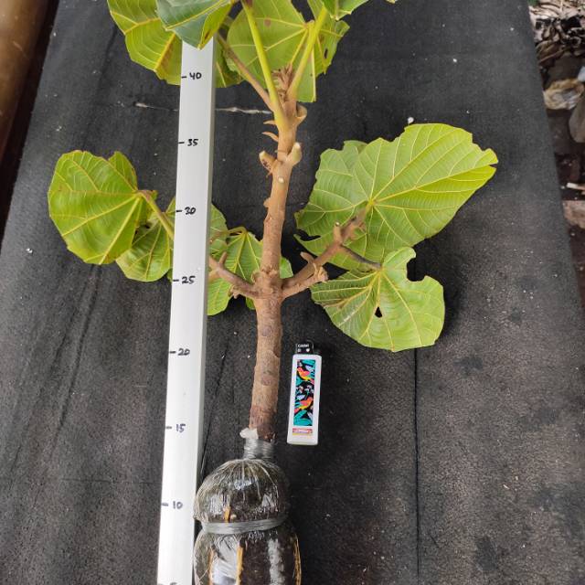 Jual Peru Sapote cupa cupa fresh cangkok | Shopee Indonesia