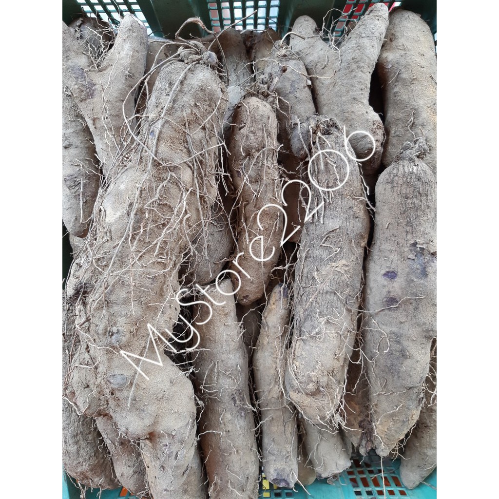 Jual Ubi Kribang Kalimantan / Ubi Ungu Pontianak / Thaisu / Ubi ...