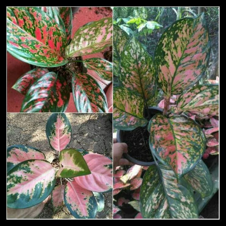 Jual Paket 3 Jenis Pohon Aglonema - Venus - Lady Valentine - Kocin ...