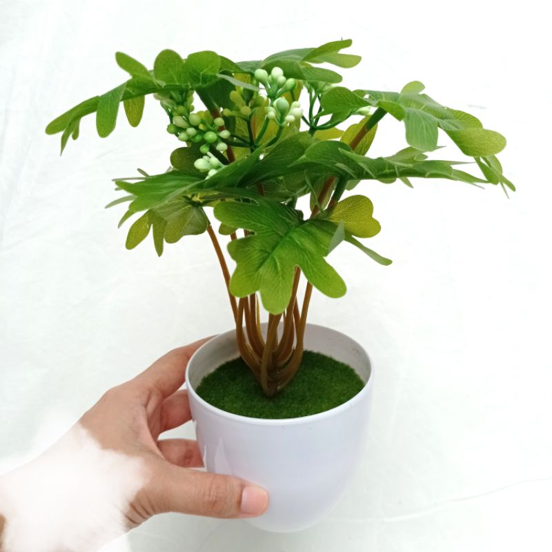 Jual Tanaman hias monstera palem mini pot 10 cm tinggi -/+25 cm ...
