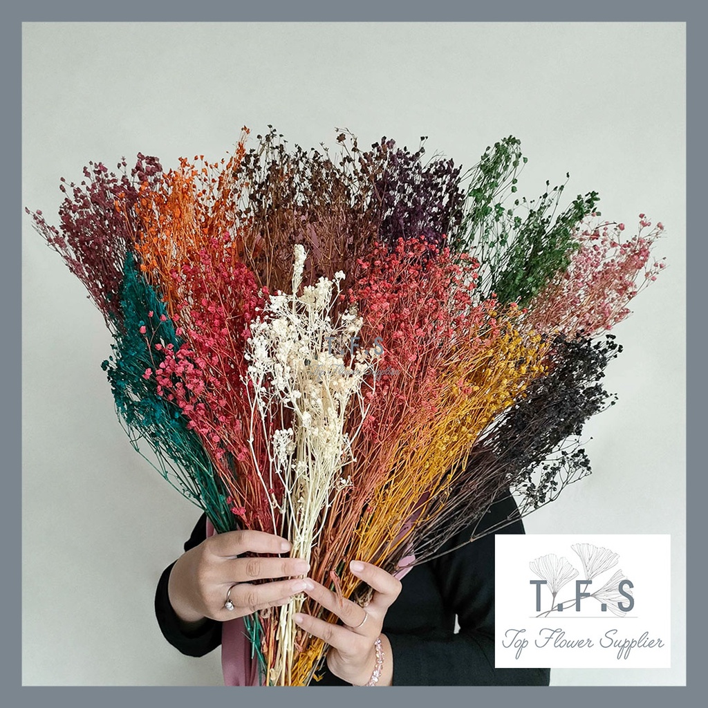 Jual Dried Blossom Baby's Breath / Gypsophila Bunga Tanaman Kering Asli ...