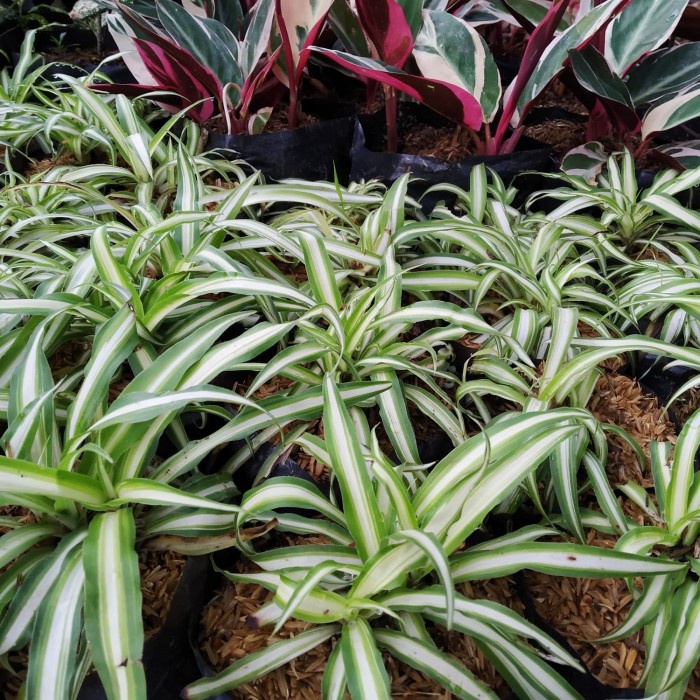 Jual tanaman hias spider plant/lili paris hawai / Tanaman hias hidup ...