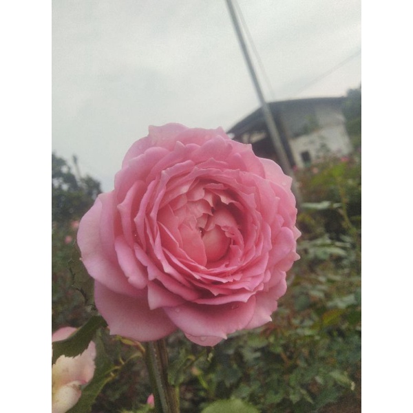 Jual JUBILE CELEBRATION ROSE (mawar import) | Shopee Indonesia