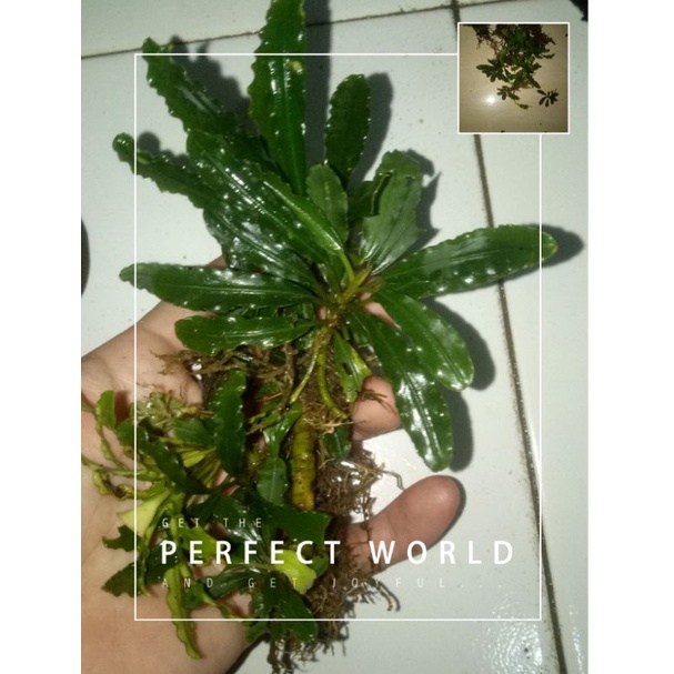 Jual tanaman aquascape bucephalandra velvet sp sanggau | Shopee Indonesia