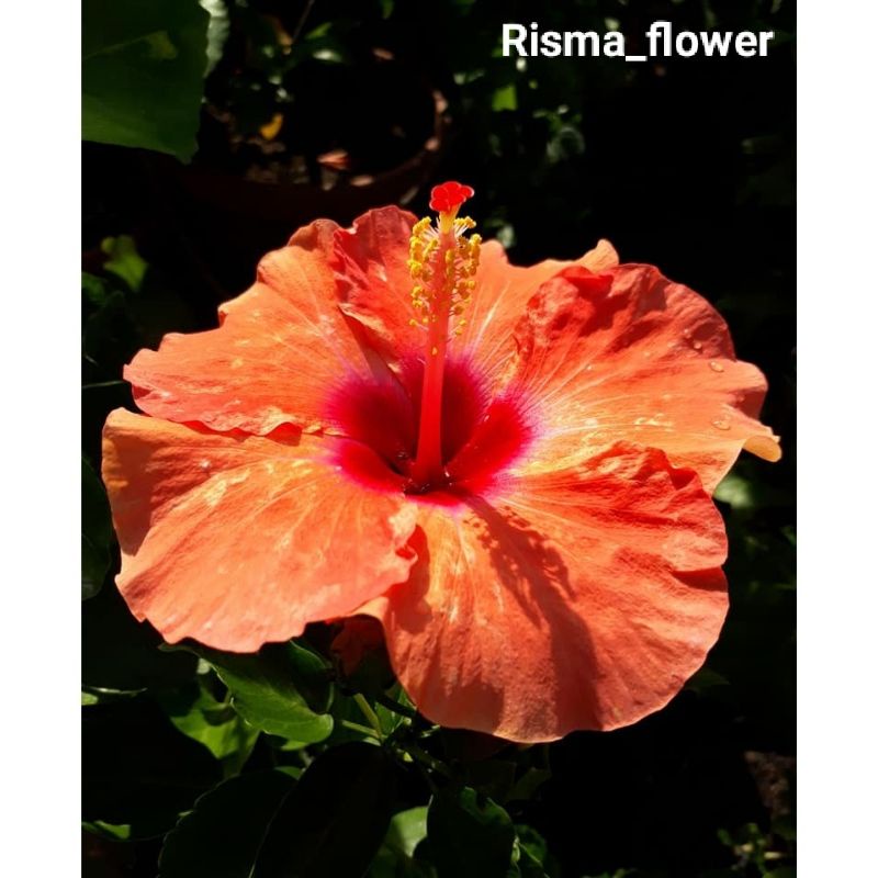 Jual POHON KEMBANG SEPATU HIBISCUS BUNGA ORANGE- TANAMAN HIAS -Tanaman ...
