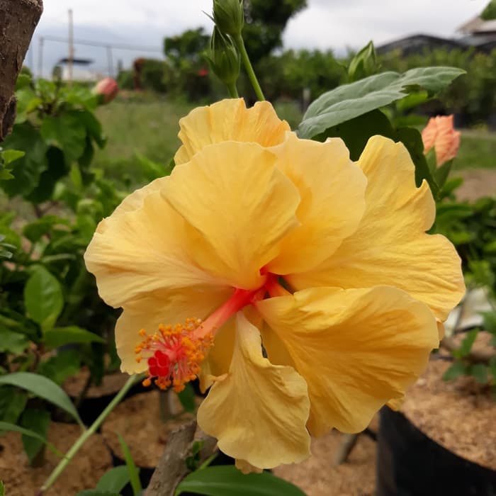 Jual Tanaman Bunga Sepatu Kuning Tumpuk | Shopee Indonesia