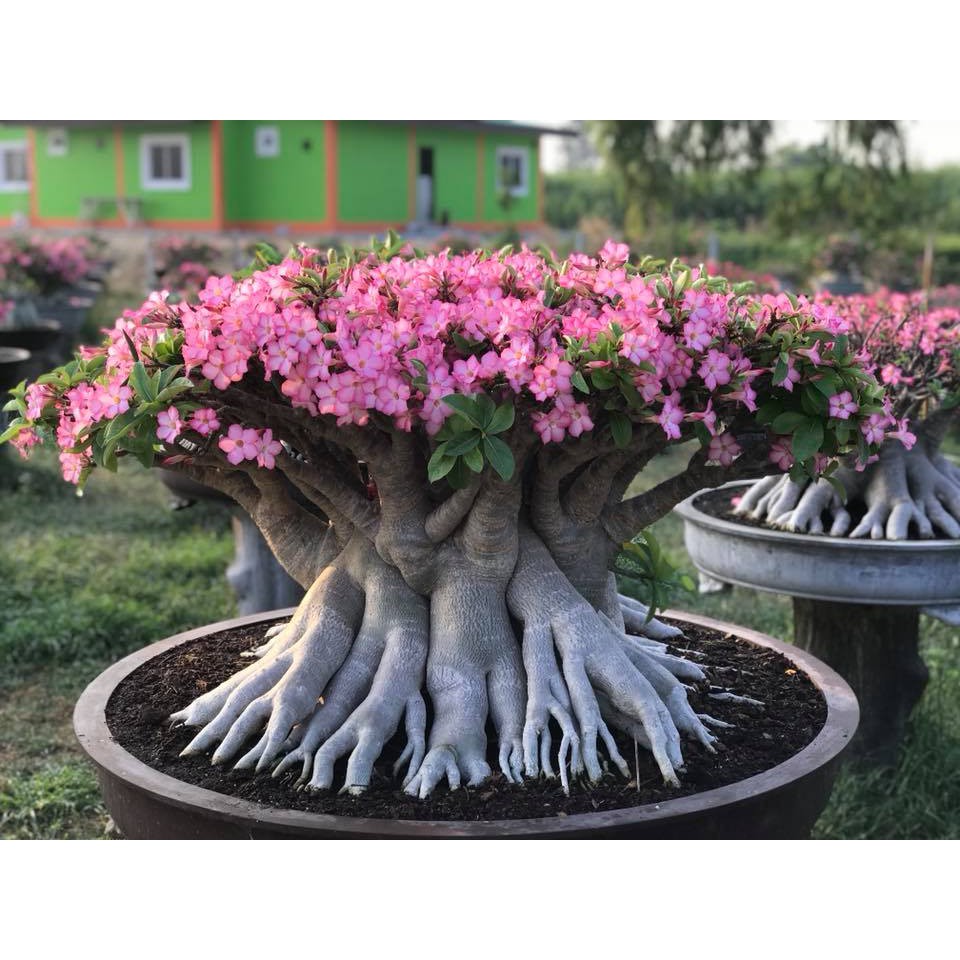 Jual Benih Biji Adenium Own Jam X Chadaphet Import Thailand | Shopee ...