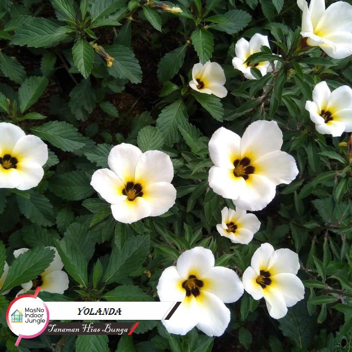 Jual Tanaman Bunga Yolanda - Tanaman Hias Bunga Pukul Sembilan ( Putih ...