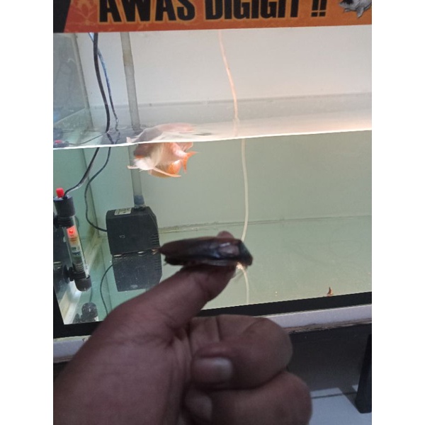 Jual Kecoa Dobia | Shopee Indonesia