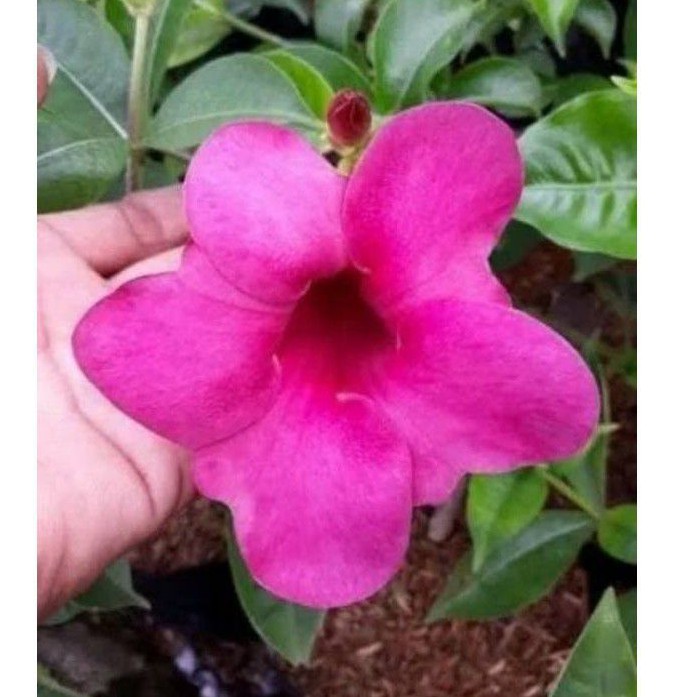 Jual POHON ALAMANDA BUNGA PINK - TANAMAN BUNGA ALAMANDA | Shopee Indonesia