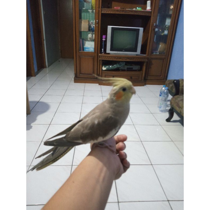 Jual Parkit Australia Falk Full Cinnamon Jinak Total | Shopee Indonesia