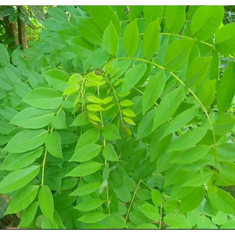 Jual DAUN GAMAL /KARLE 500G | Shopee Indonesia