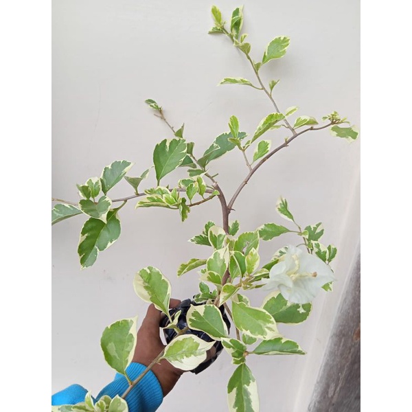 Jual Pohon Bougenville Warna Putih Shopee Indonesia