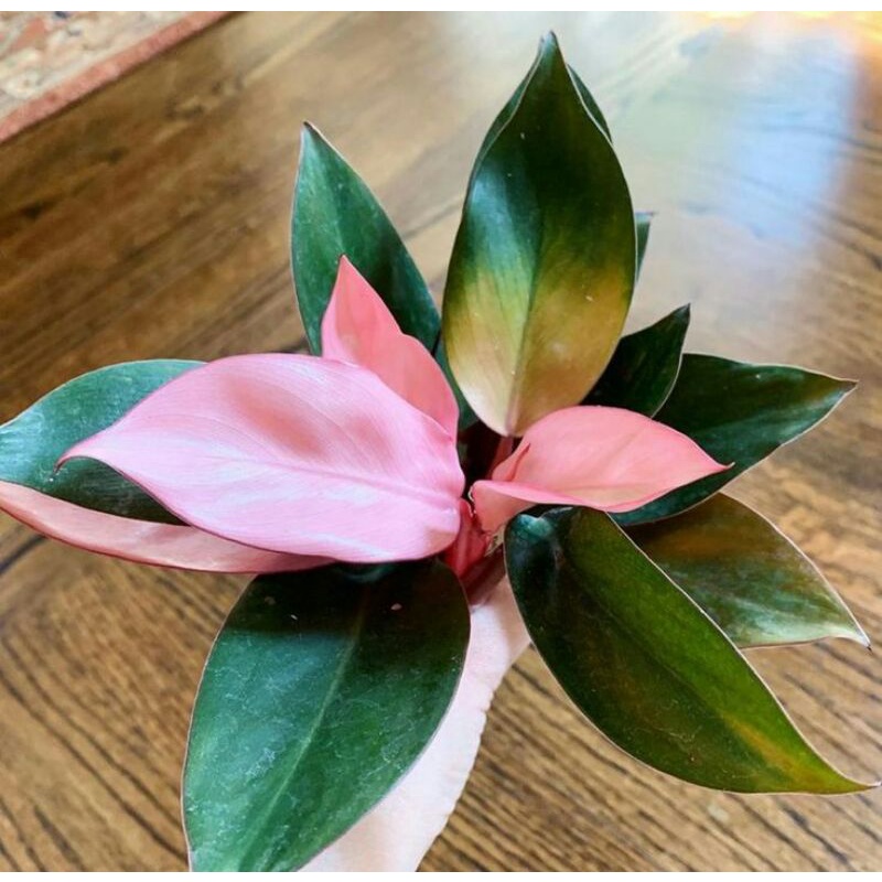 Jual Tanaman Pias Philodendron Pink Congo Philo Pink Congok | Shopee ...