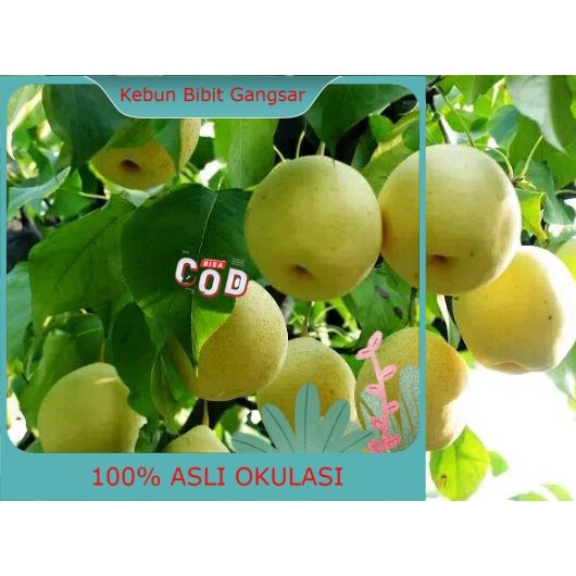 Jual Bibit Tanaman Pir Dataran rendah/Pir Nashi | Shopee Indonesia