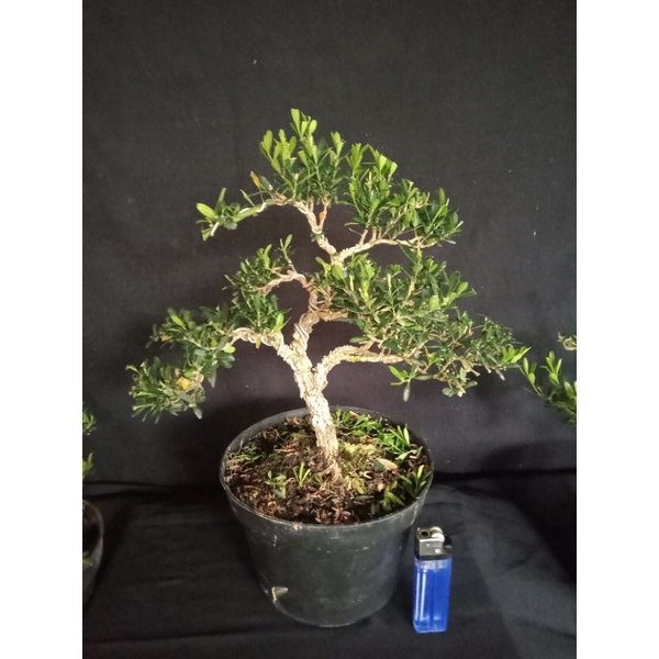 Jual bonsai mame boxus..sudah rimbun tinggal pajang..free pot | Shopee ...
