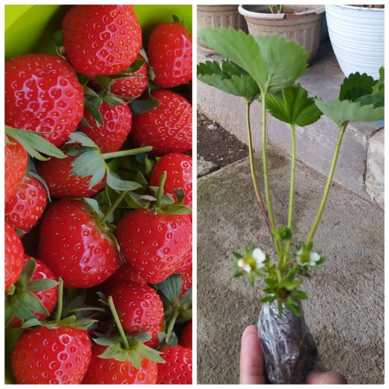 Jual Promo Bibit Strawberry California dan Merlan kondisi sudah ...