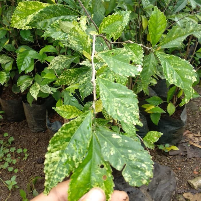 Jual tanaman hias tetehan variegata - pohon tehtehan variegata ...