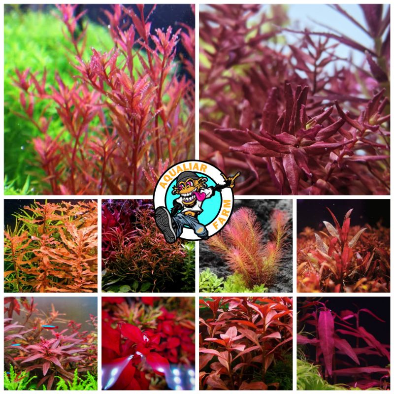 Jual Paket full Merah 200 batang ( Tanaman aquascape ) | Shopee Indonesia