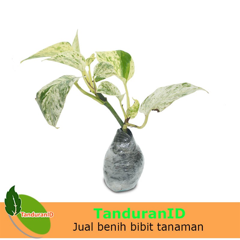 Jual Tanaman Hias Sirih Belanda Putih | Shopee Indonesia