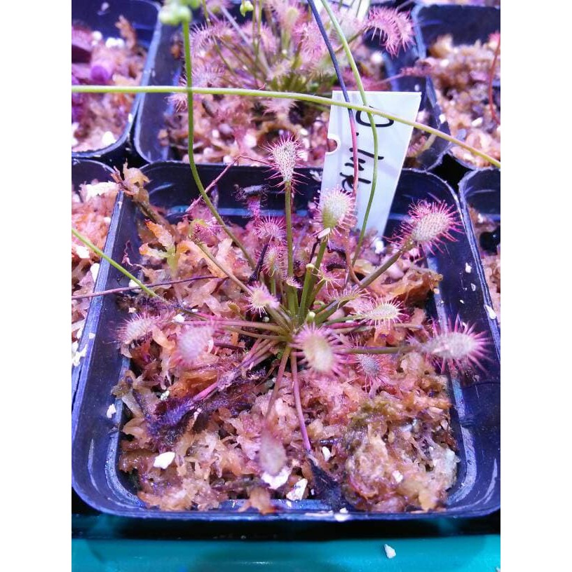 Jual Drosera intermedia (tanaman hidup) | Shopee Indonesia