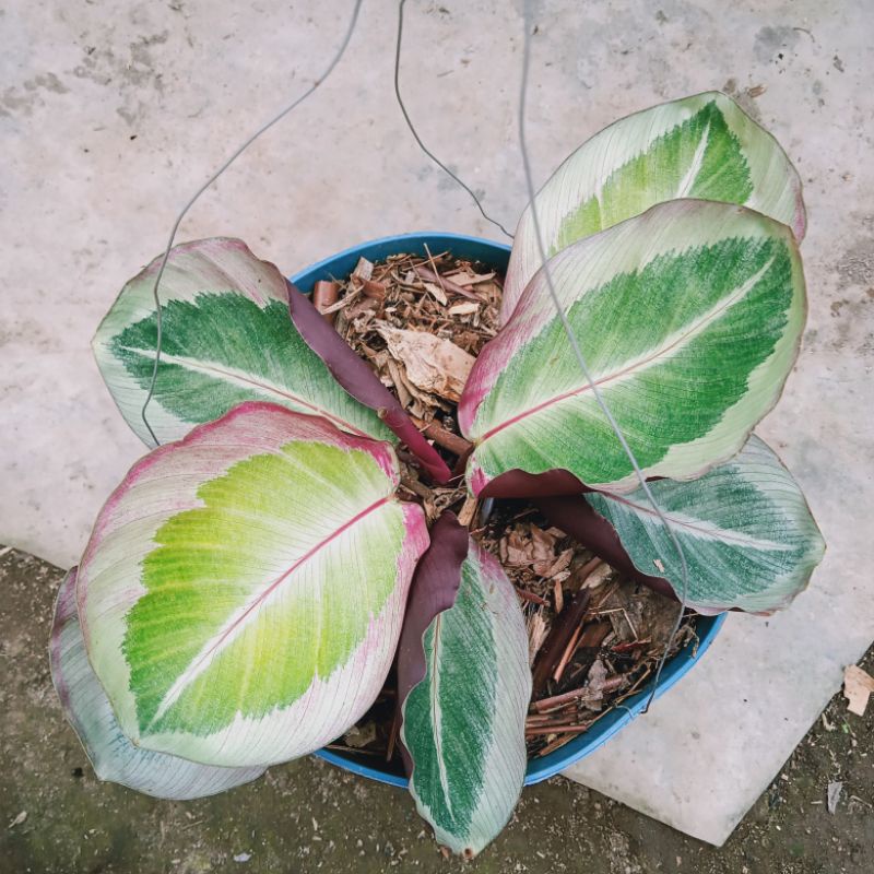 Jual calathea Cynthia rimbun | Shopee Indonesia
