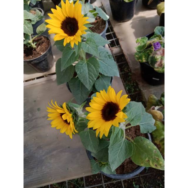 Jual Bunga matahari | Shopee Indonesia