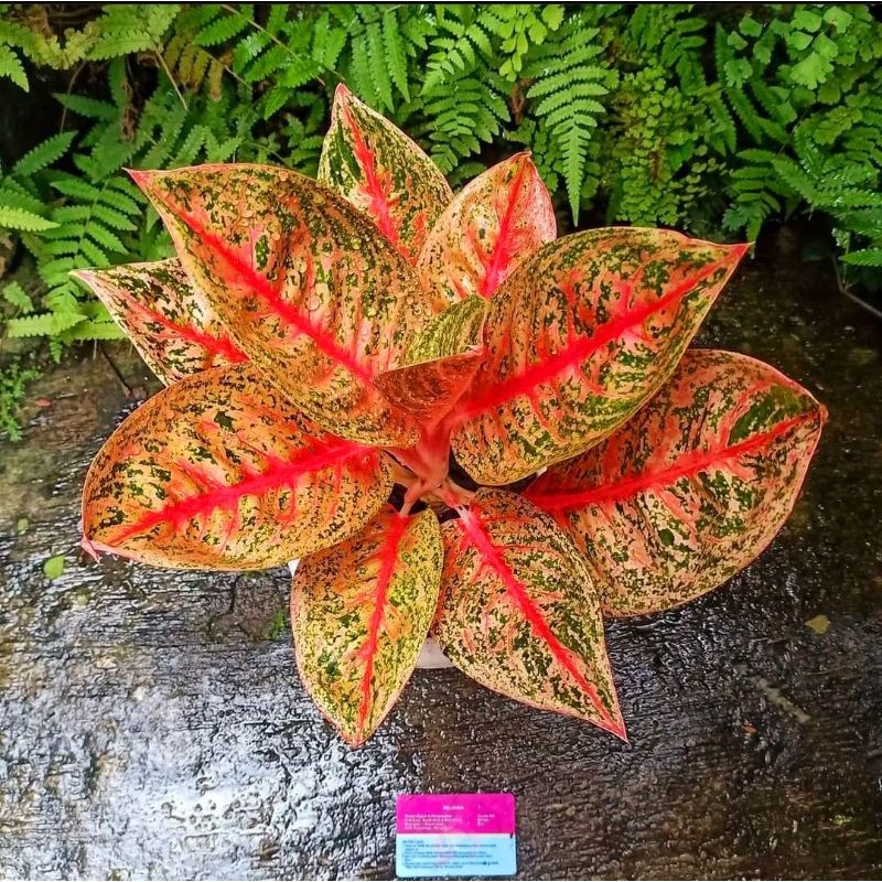 Jual Aglaonema widuri golden / Aglonema widuri golden florist nursery ...