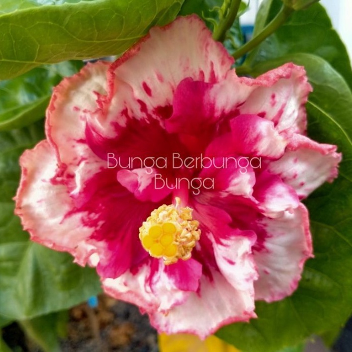 Jual bibit kembang sepatu bunga hibiscus impor merah putih mosaic ...