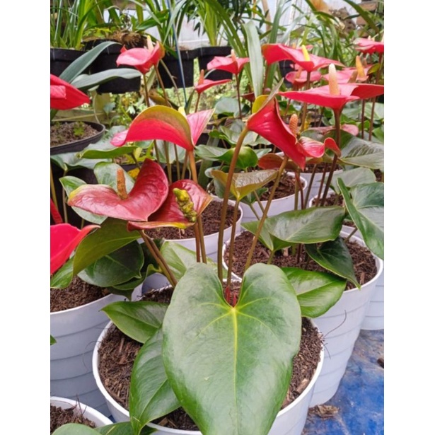 Jual Tanaman hias anthurium presiden bunga merah jenis besar | Shopee ...