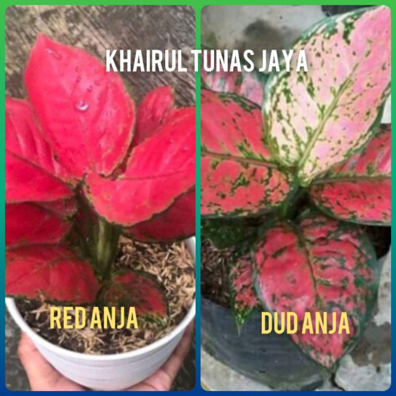 Jual bunga aglonema 2 batang dud Anja dan red Anja daun 5678 | Shopee ...