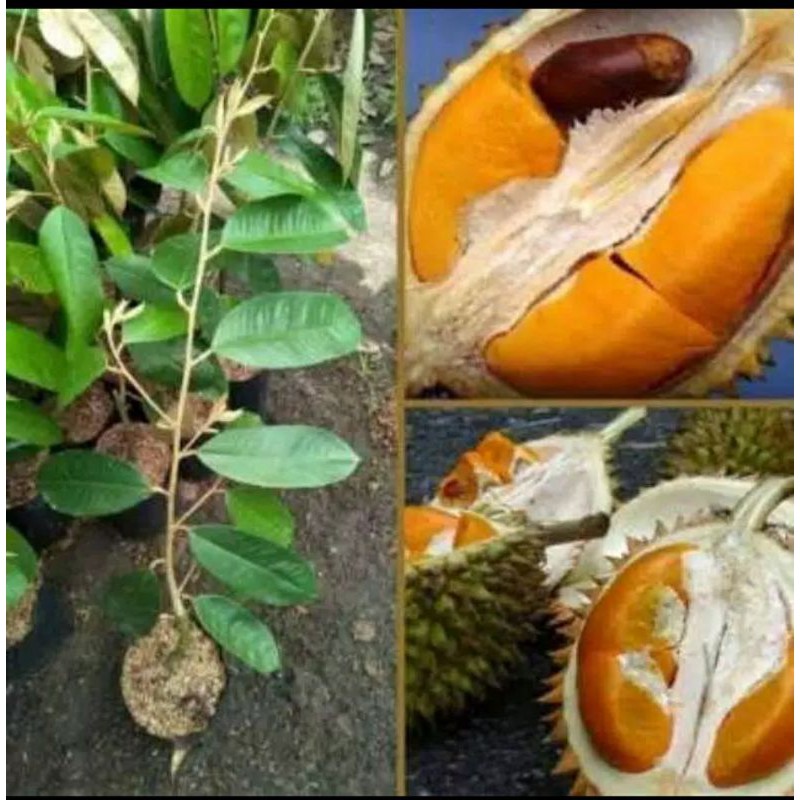 Jual Bibit Durian super Tembaga | Shopee Indonesia