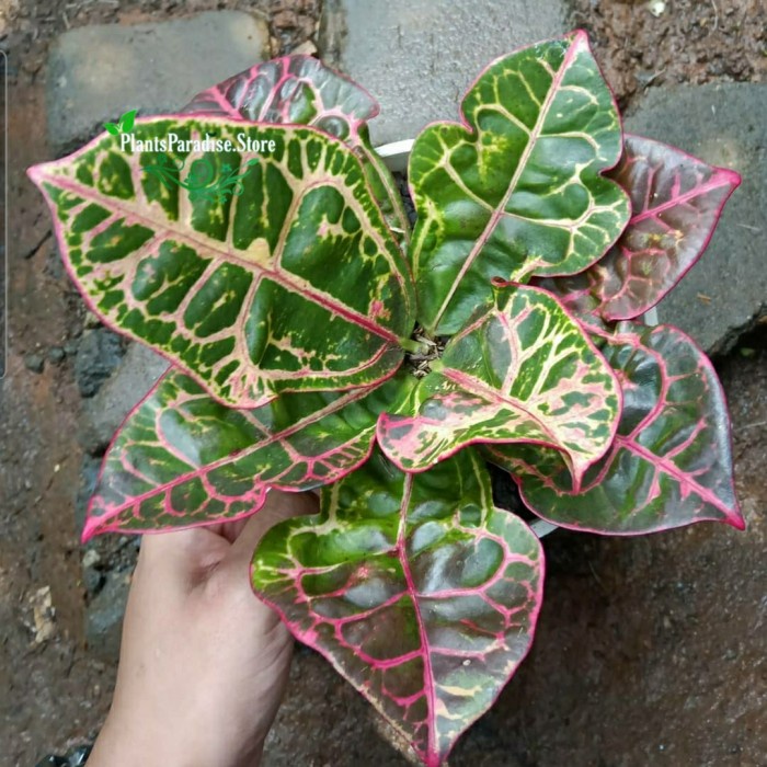 Jual Tanaman hias puring kura - Pohon puring kura - Puring kura ...