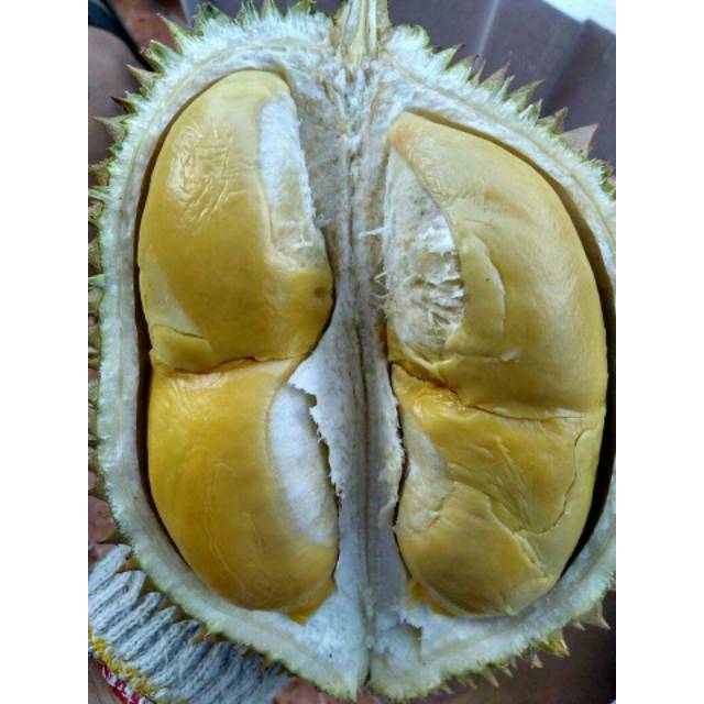 Jual Kue Subuh Pasar Senen / Durian Kupas Medan / Agen Kue Ps Senen ... Jual Kue Subuh Pasar Senen / Durian Kupas Medan / Agen Kue Ps Senen ...