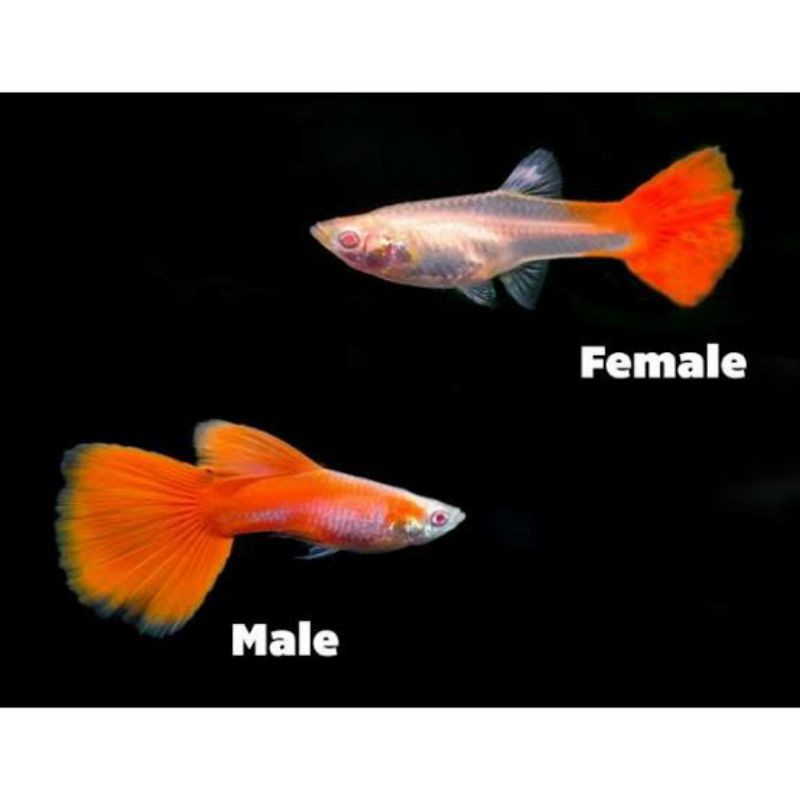 Jual ikan hias air tawar guppy jenis Albino full red | Shopee Indonesia